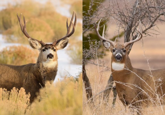 Mule Deer vs. Whitetail Deer: How to Tell Them Apart | Outdoor Life