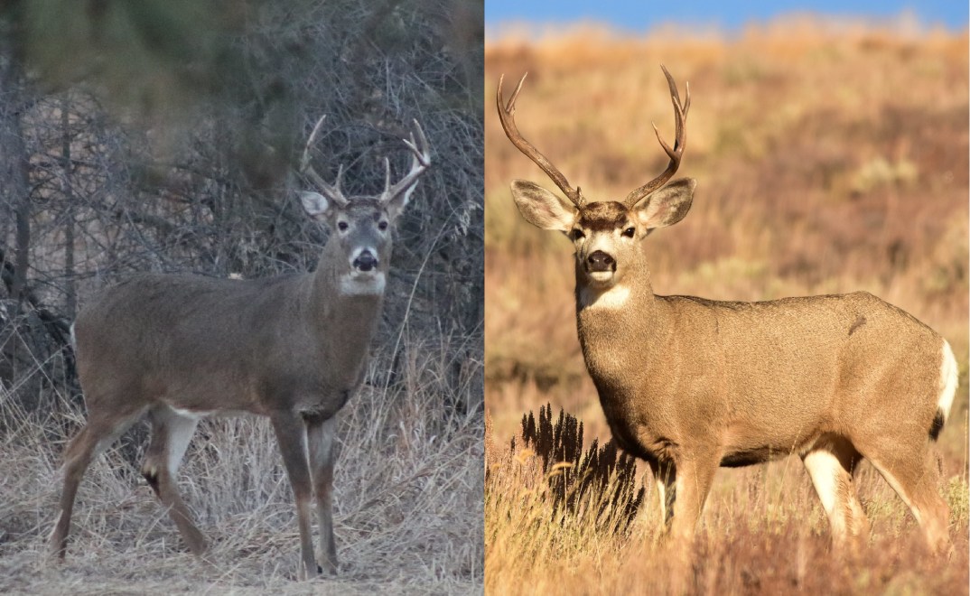 Mule Deer vs. Whitetail Deer: How to Tell Them Apart | Outdoor Life