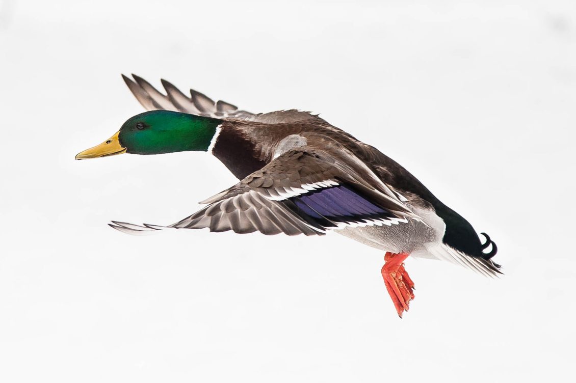 Steel Shot Testing and Lethality Data | Outdoor Life