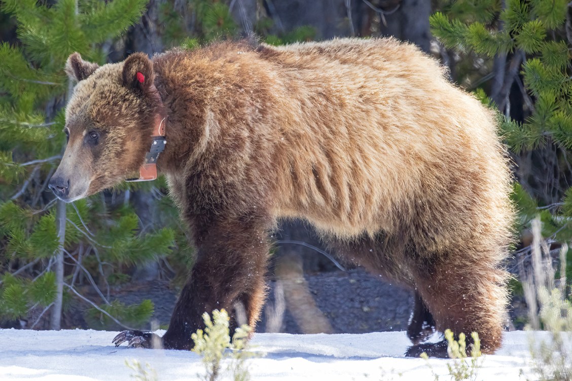 How Are Problem Grizzly Bears Relocated in the West? | Outdoor Life