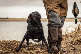 The Best Hunting Dog Names | Outdoor Life