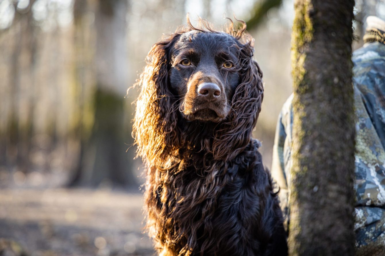 The Best Hunting Dog Names | Outdoor Life