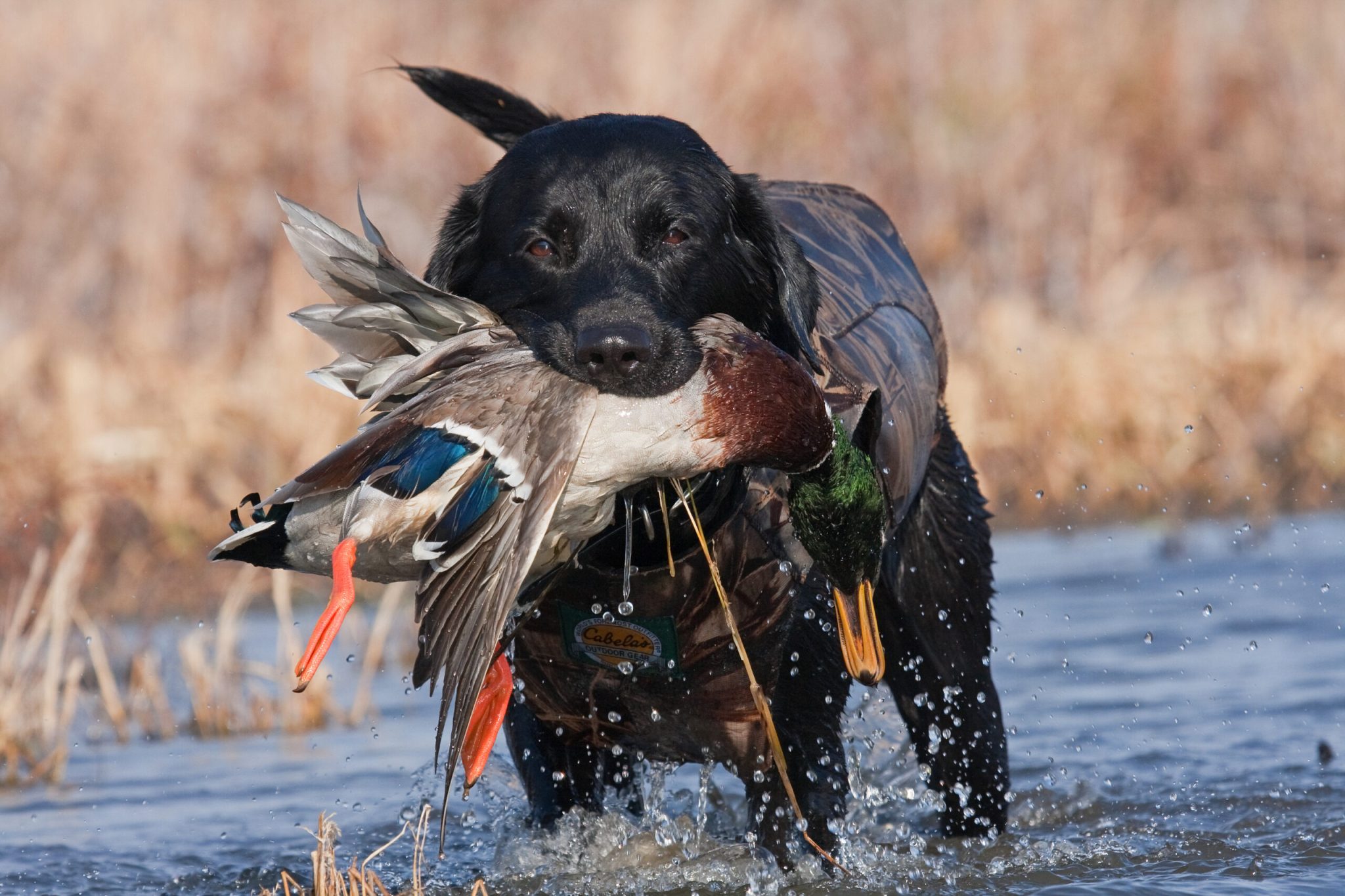 The Best Hunting Dog Names | Outdoor Life