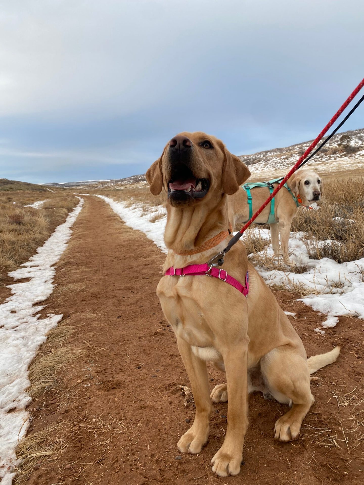 Best Dog Harnesses for Hiking of 2025 | Outdoor Life
