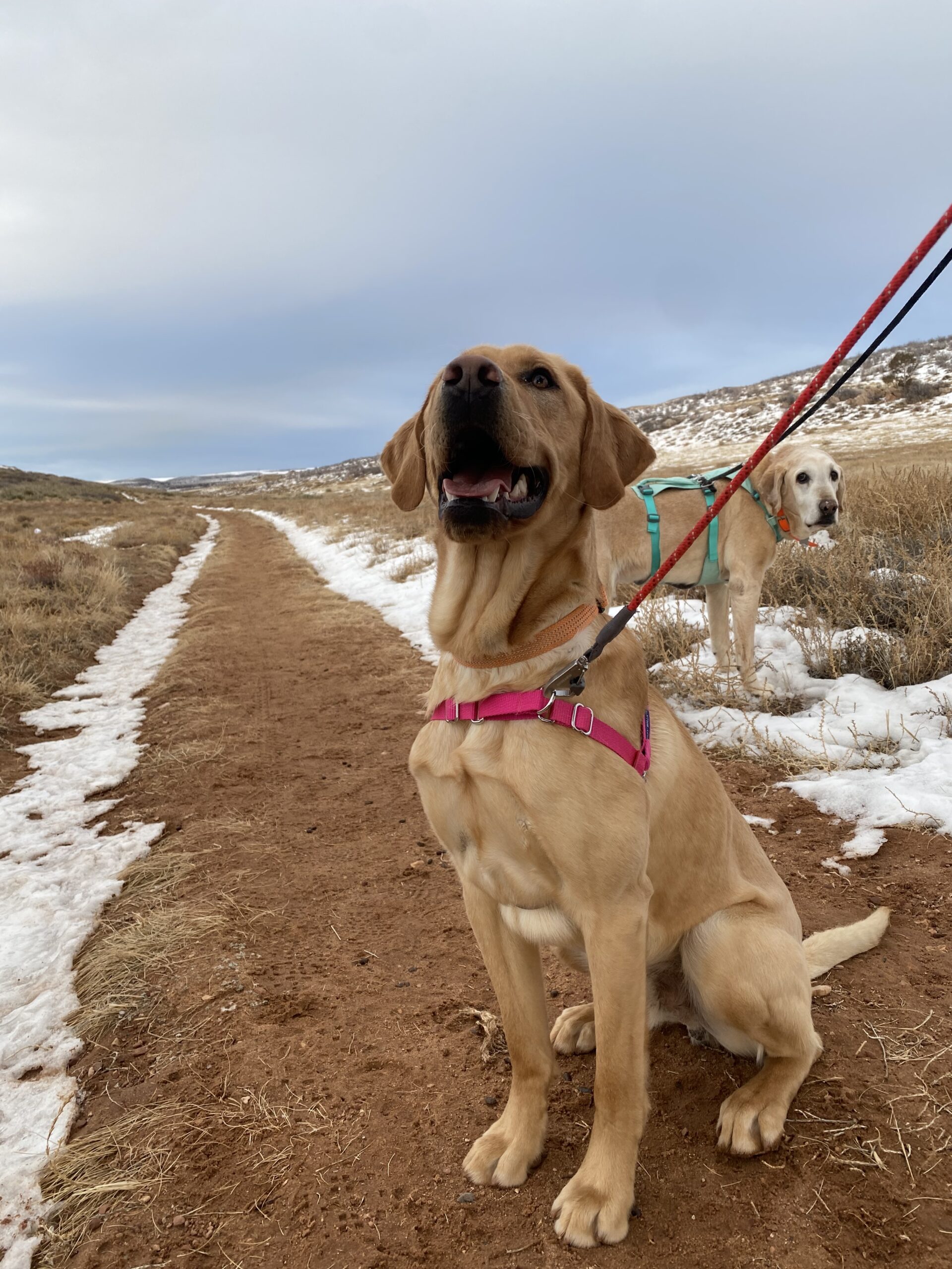 Best Dog Harnesses for Hiking of 2024 | Outdoor Life