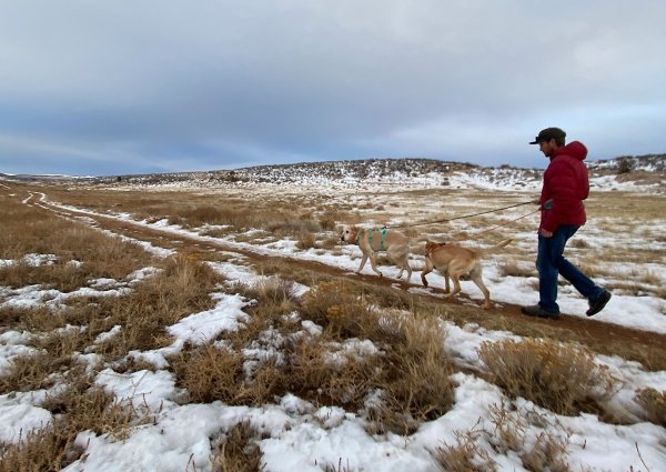 Best Dog Harnesses for Hiking of 2026 | Outdoor Life