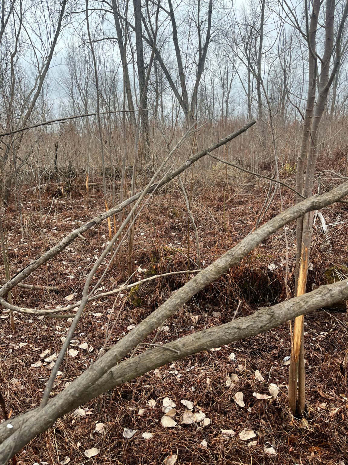 Sometimes a First Deer Hunt Requires a Punched Tag | Outdoor Life