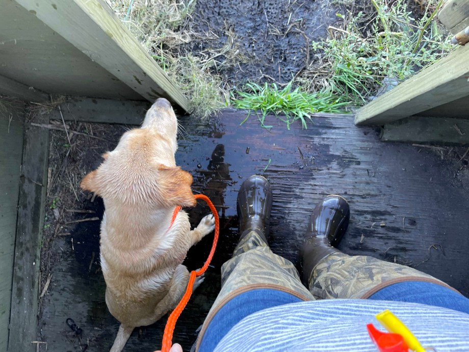 How to Train a Duck Dog Throughout His First Hunting Season | Outdoor Life