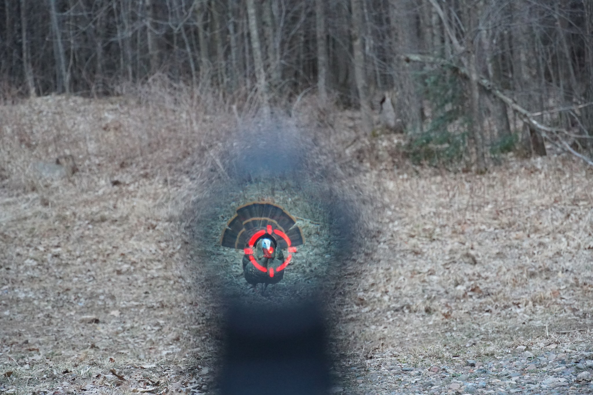 Best Red Dots for Turkey Hunting | Outdoor Life