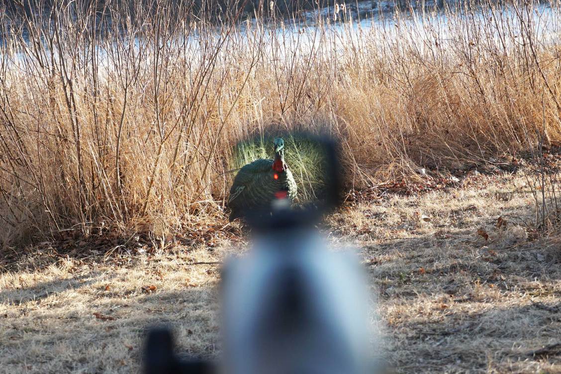 Best Red Dots for Turkey Hunting | Outdoor Life