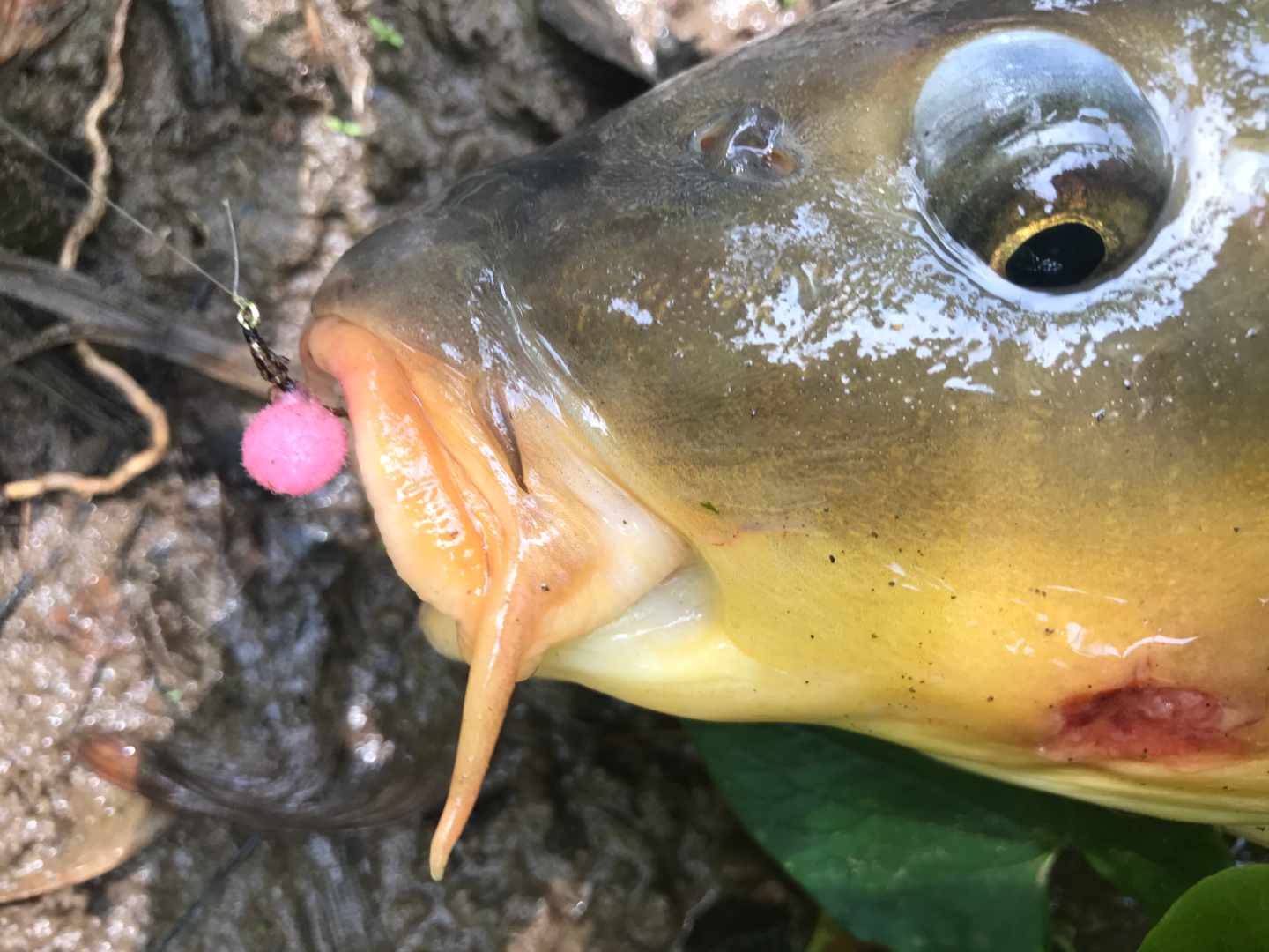 Fly Fishing for Carp, a Beginner's Guide | Outdoor Life