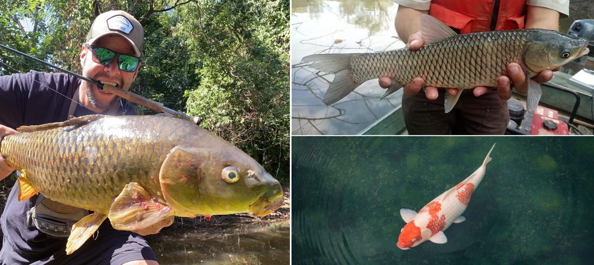 Fly Fishing for Carp, a Beginner's Guide | Outdoor Life
