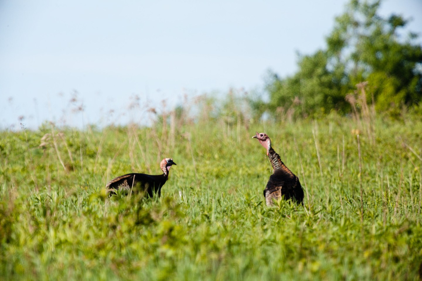 Turkey Vision: Here's How Turkeys See | Outdoor Life