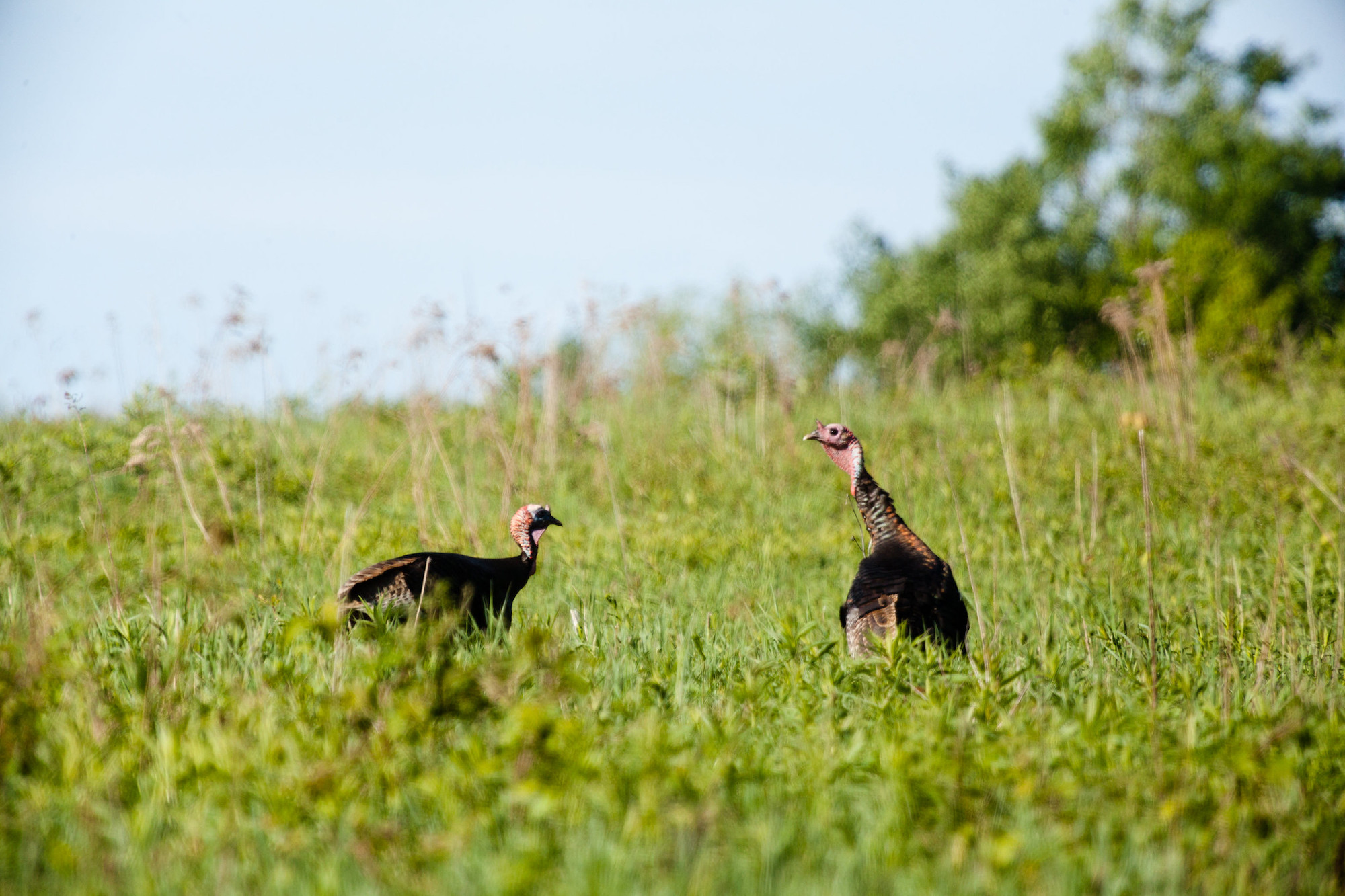 Turkey Vision: Here's How Turkeys See | Outdoor Life