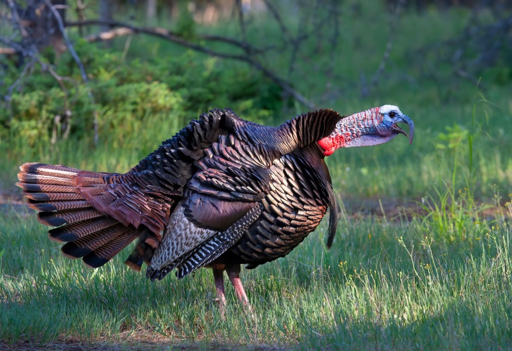 Turkey Vision: Here's How Turkeys See - WildscapeOutfitters