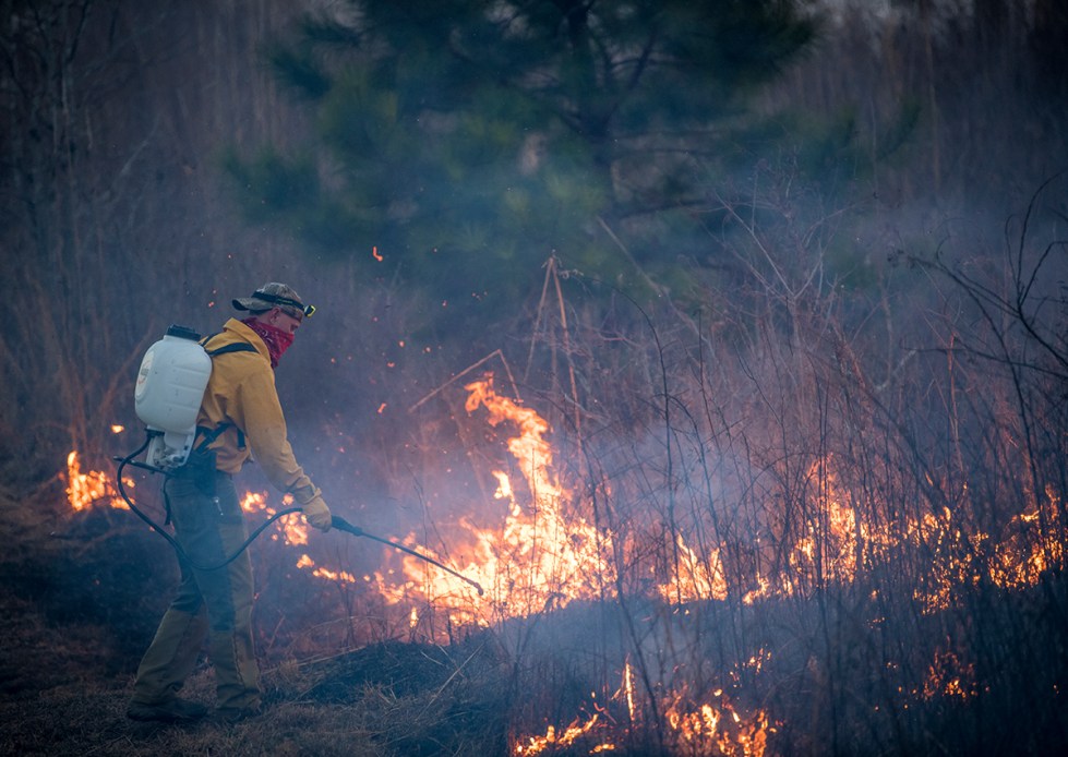 Most Earthworms Aren't Native, and They're Threatening Boreal Forests