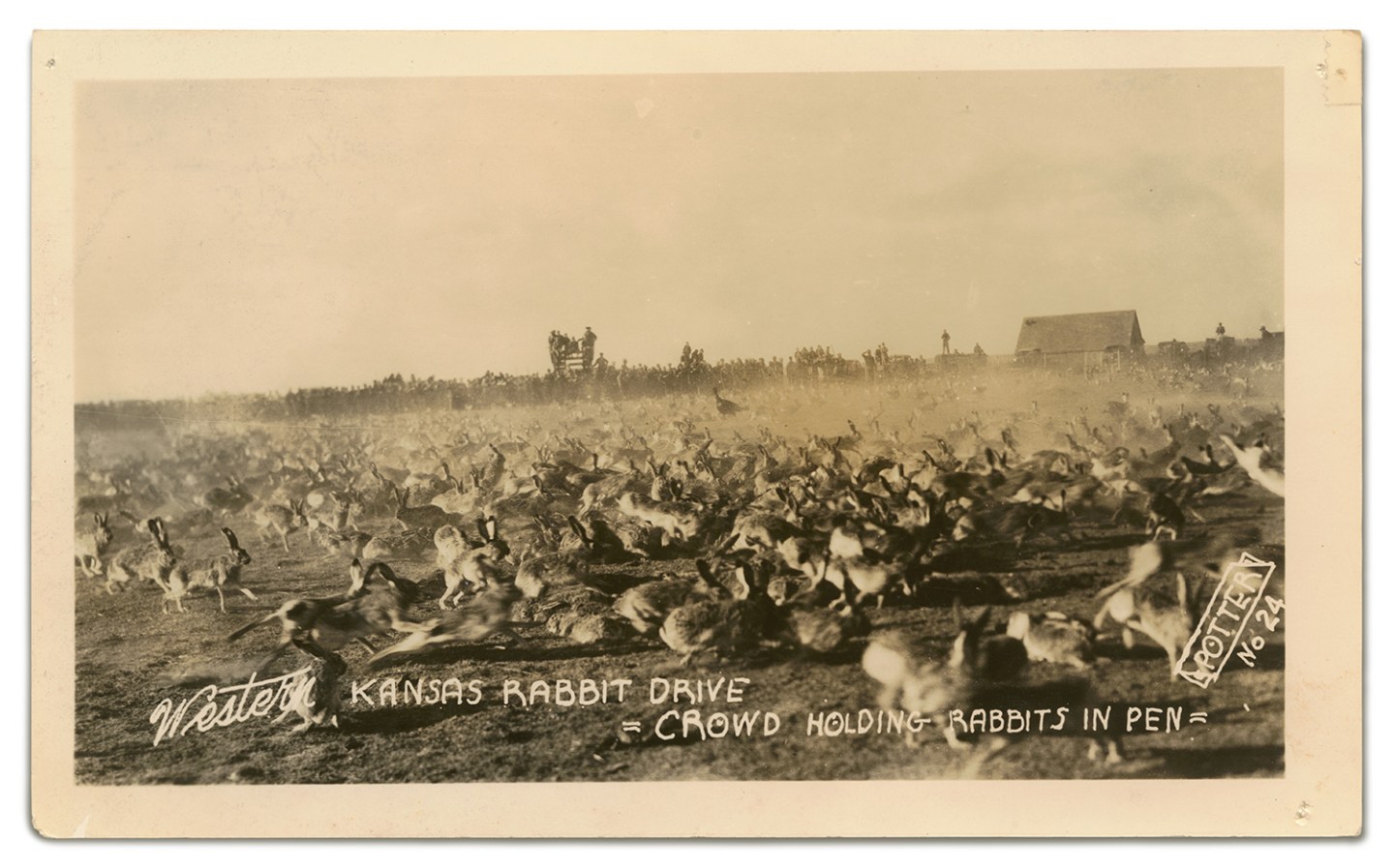 The Wild Jackrabbit Hunts of the Dust Bowl Are a Forgotten Chapter in ...
