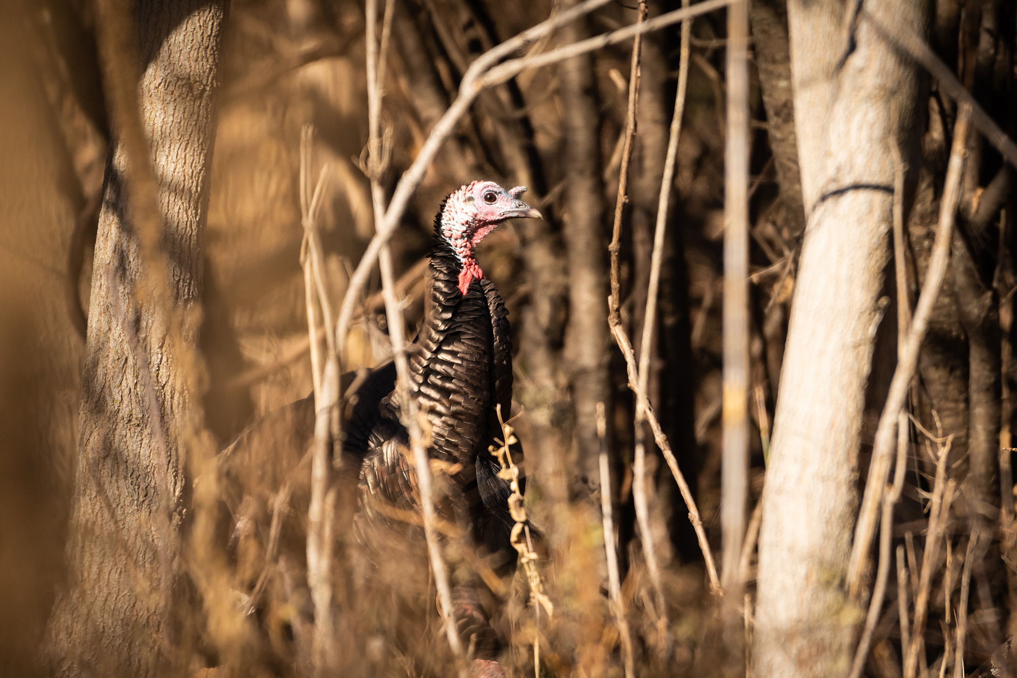 The Turkey Population Decline: Why Are Turkeys in Trouble? | Outdoor Life