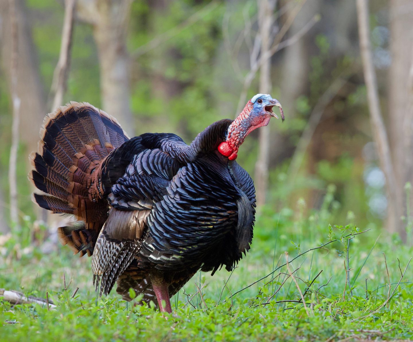 The 7 Biggest Turkey Hunting Mistakes That Will Keep You From Punching ...