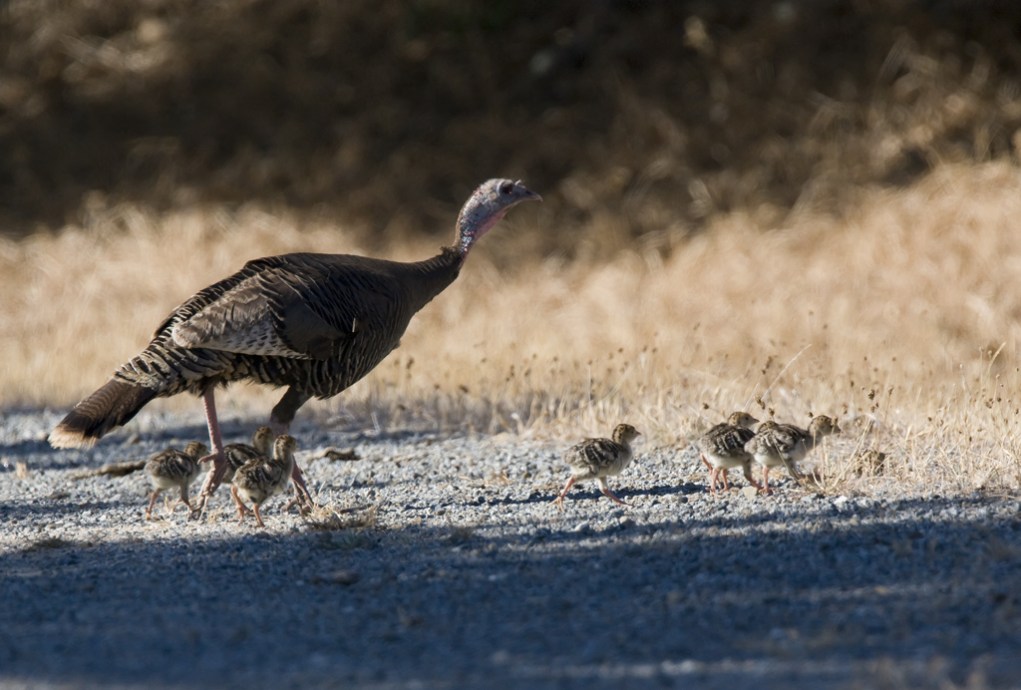 The Turkey Population Decline: Why Are Turkeys in Trouble? | Outdoor Life