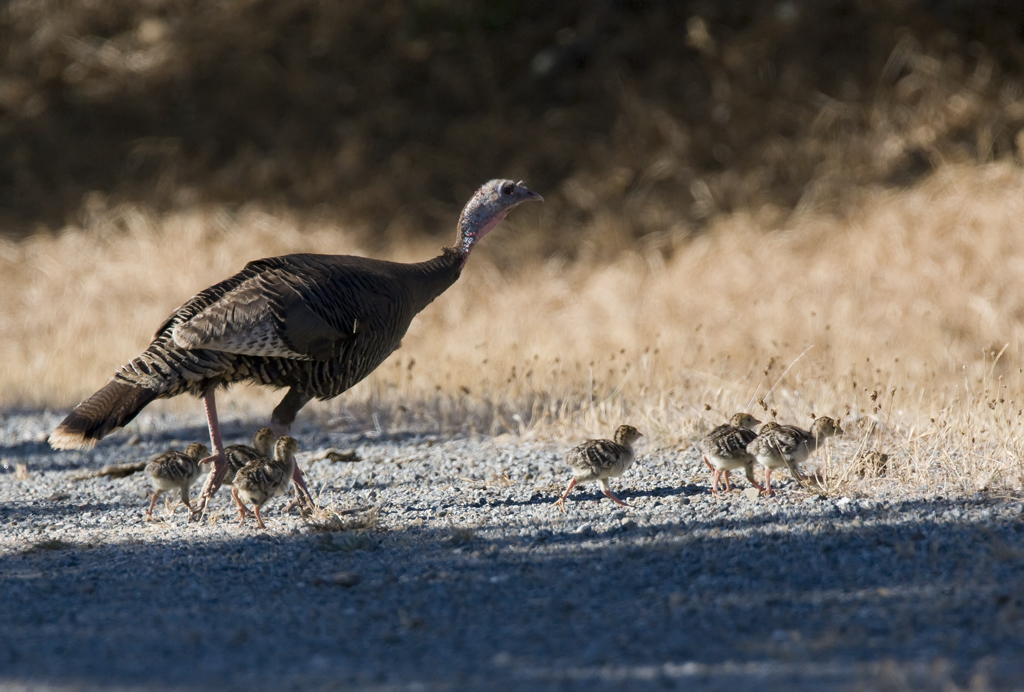 The Turkey Population Decline: Why Are Turkeys in Trouble? | Outdoor Life