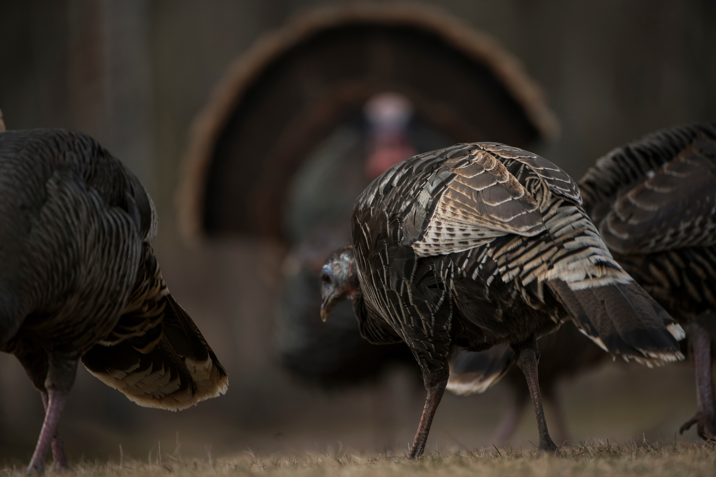 The Turkey Population Decline: Why Are Turkeys in Trouble? | Outdoor Life