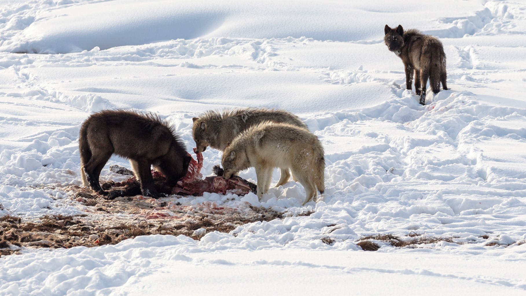 The Truth About Wolf Hunting in North America | Outdoor Life