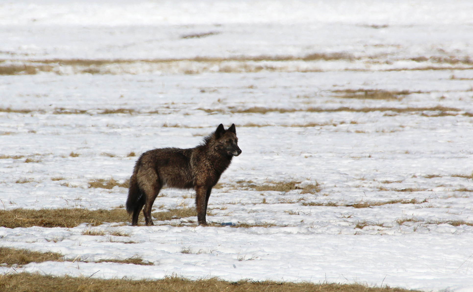 The Truth About Wolf Hunting in North America | Outdoor Life