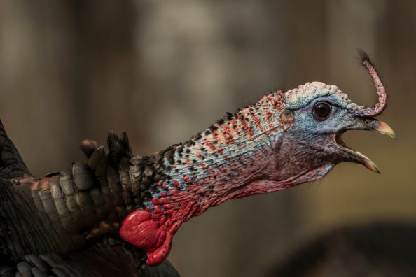 Turkey Sounds: The Ultimate Guide to Wild Turkey Vocalizations ...