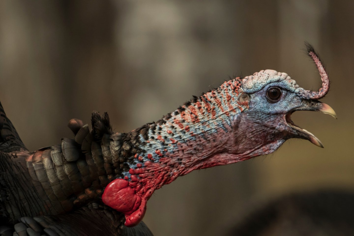 Why Do Turkeys Gobble at Owls? | Outdoor Life