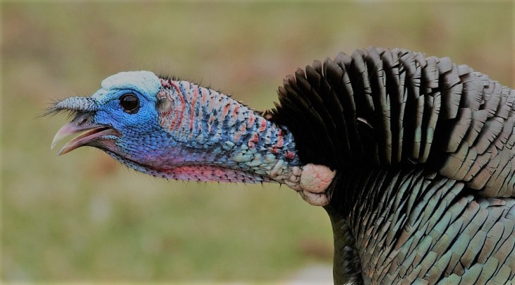 Why Do Turkeys Gobble at Owls? | Outdoor Life