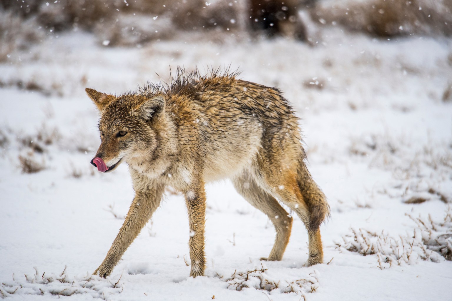 Do Coyotes Attack Humans? | Outdoor Life