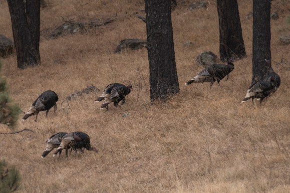 What Do Wild Turkeys Eat? | Outdoor Life