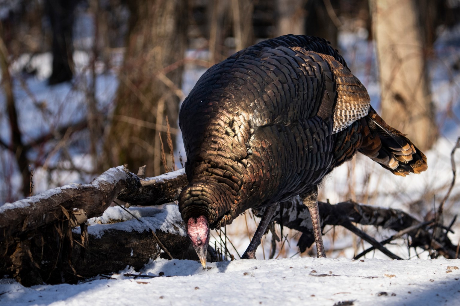 What Do Wild Turkeys Eat? | Outdoor Life