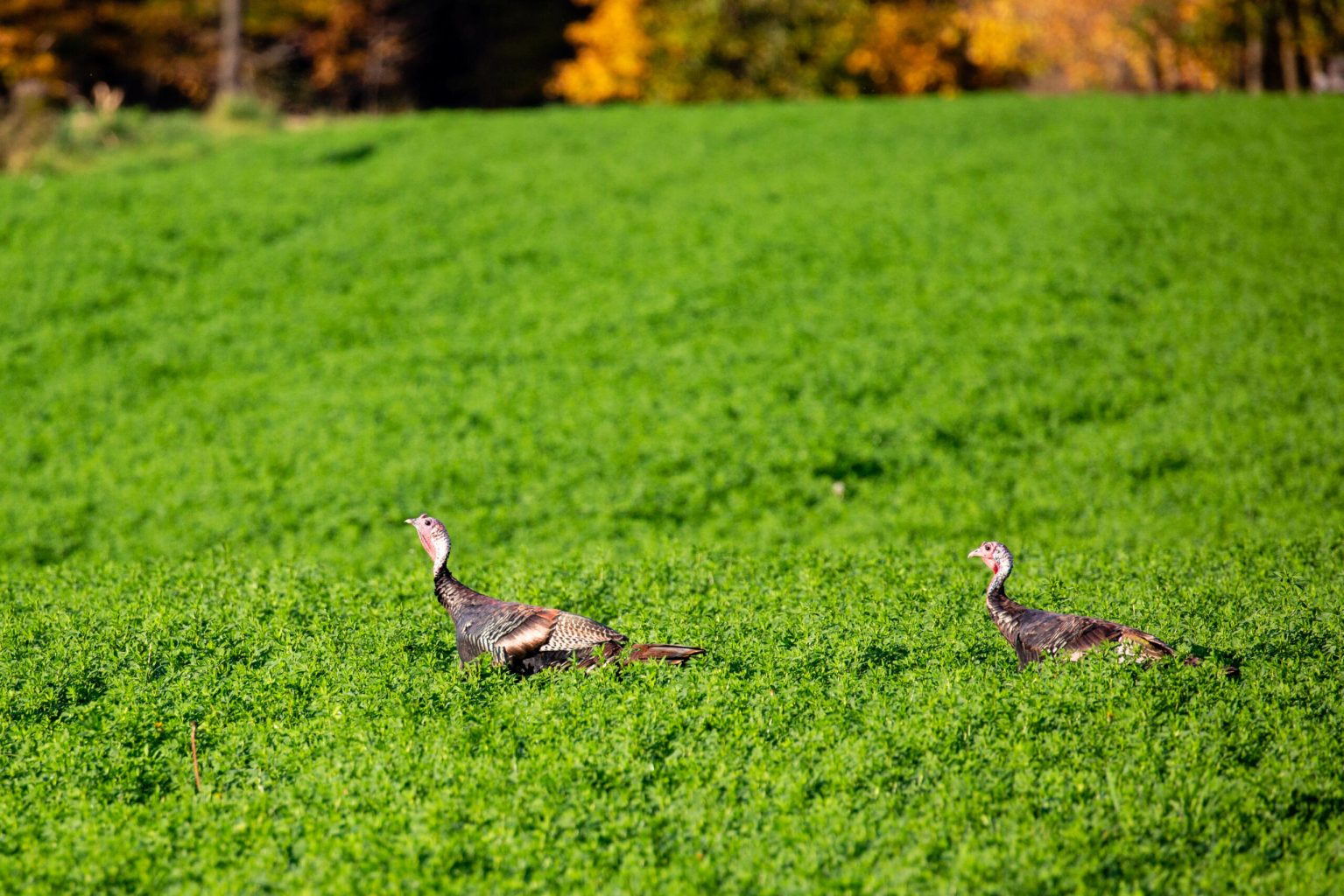 What Do Wild Turkeys Eat? | Outdoor Life