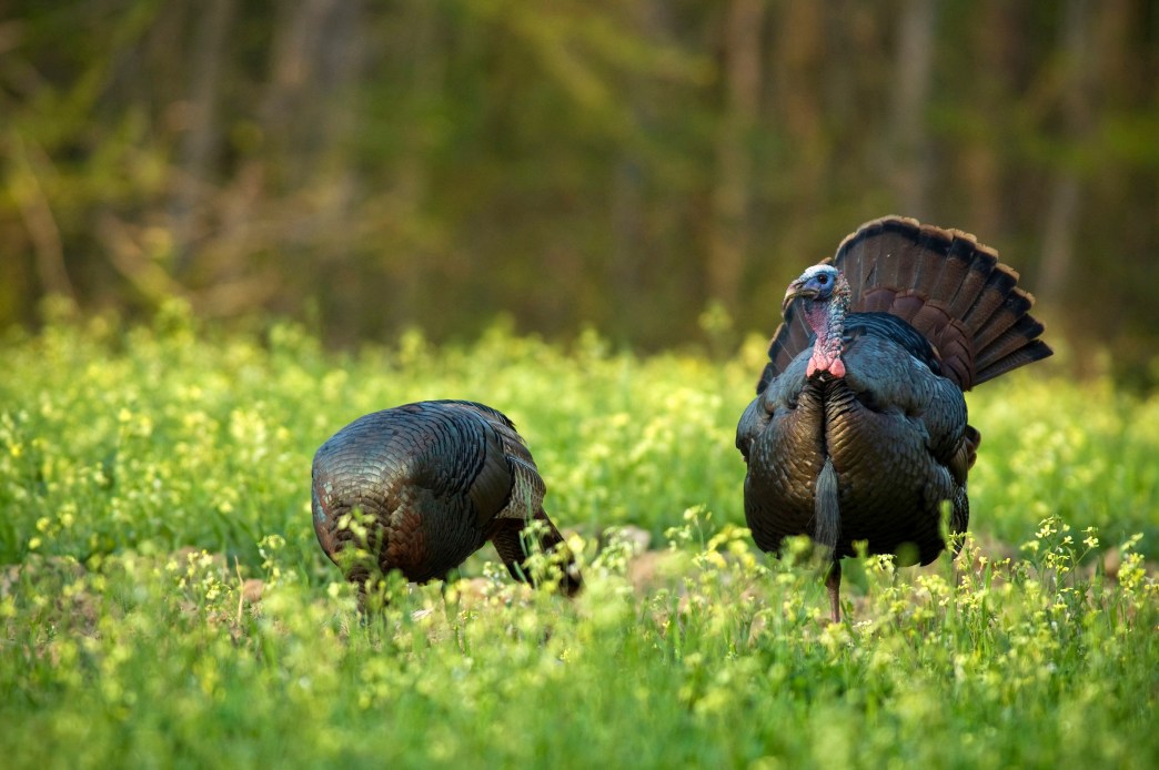 What Do Wild Turkeys Eat? | Outdoor Life