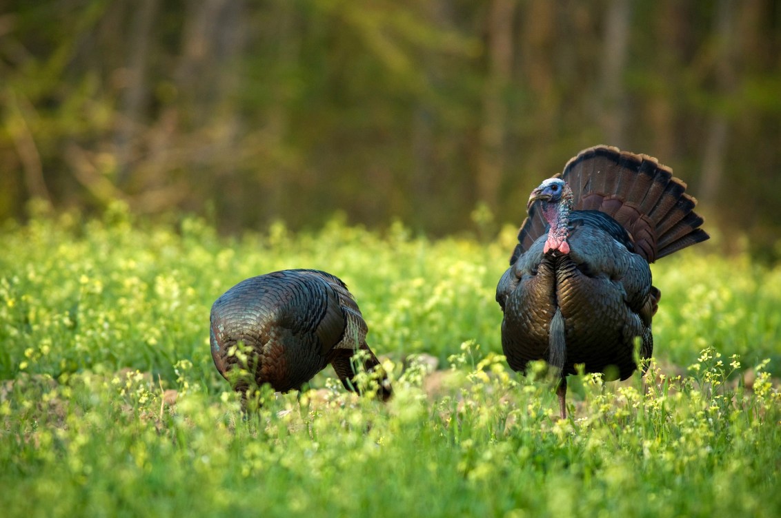 What Do Wild Turkeys Eat? | Outdoor Life
