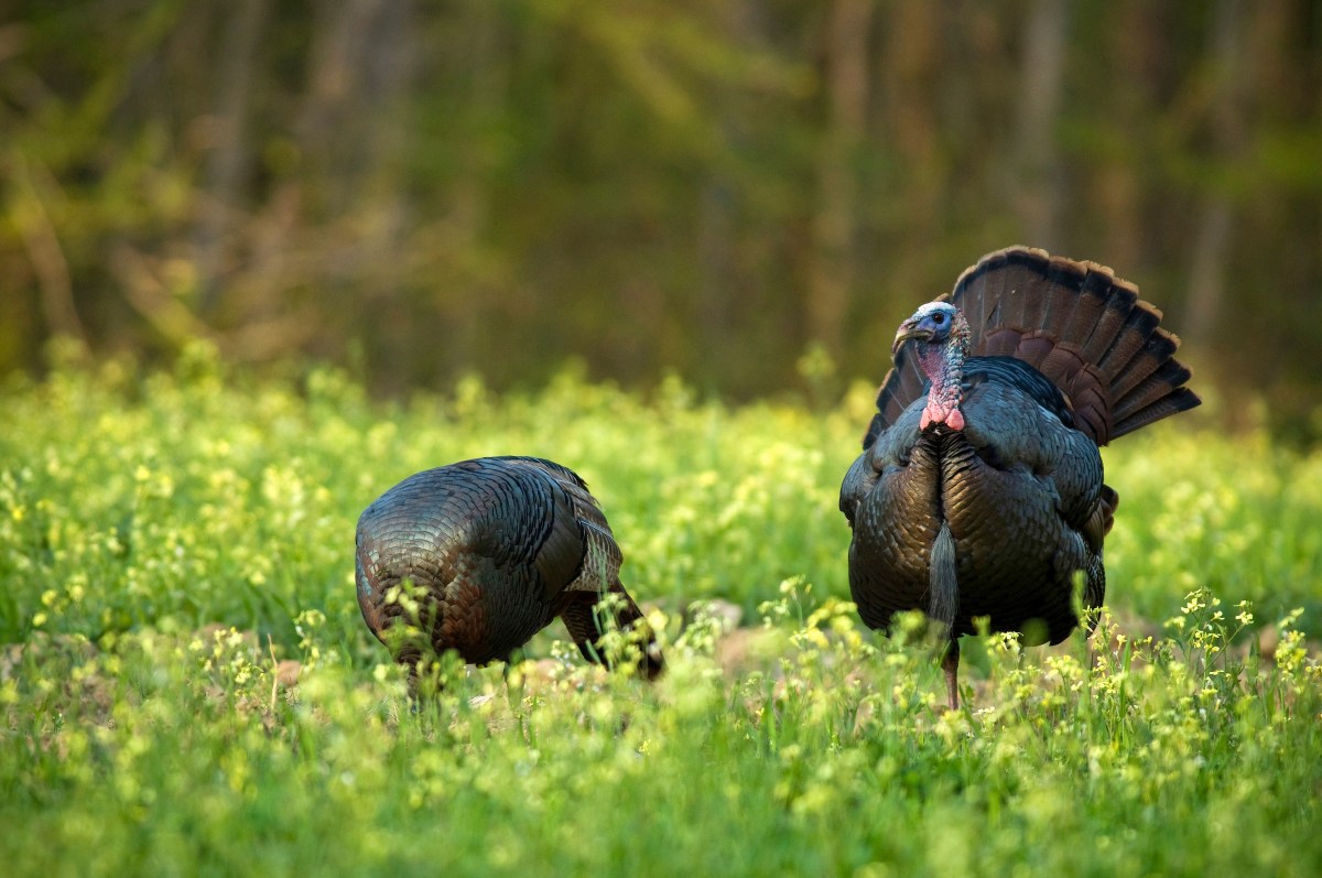 What Do Wild Turkeys Eat? | Outdoor Life