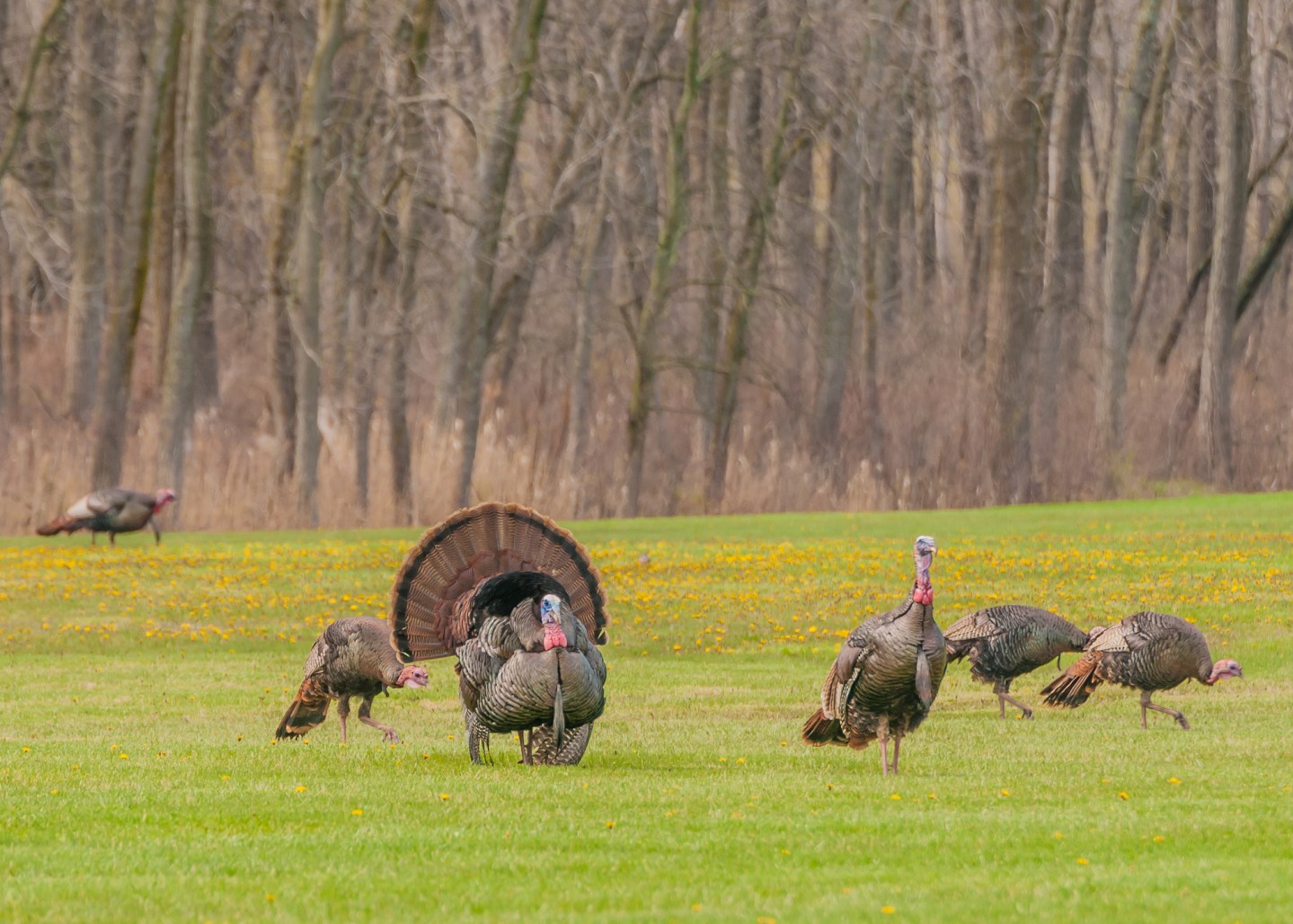 What Do Wild Turkeys Eat? | Outdoor Life