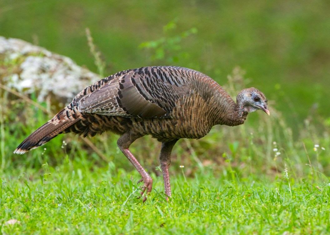 What Do Wild Turkeys Eat? | Outdoor Life