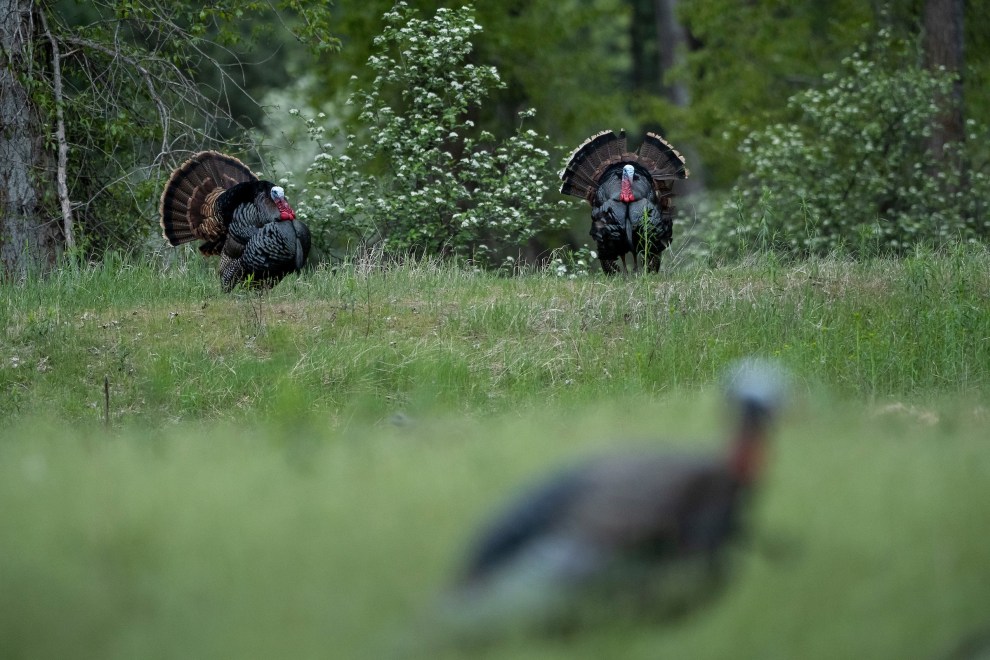 Turkey Sounds: The Ultimate Guide to Wild Turkey Vocalizations ...