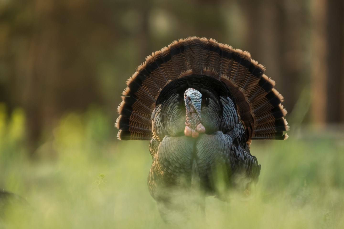 Turkey Hunting Tips from the Pros | Outdoor Life
