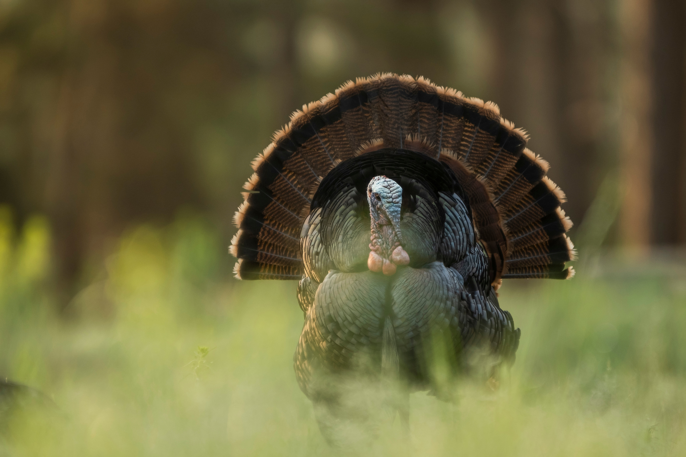 Turkey Hunting Tips from the Pros | Outdoor Life