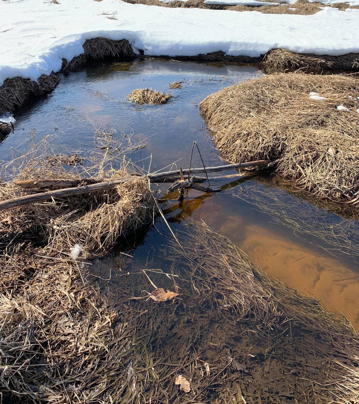Beaver Trapping: How to Get Started | Outdoor Life