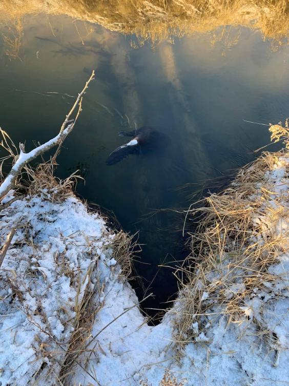 Beaver Trapping: How to Get Started | Outdoor Life