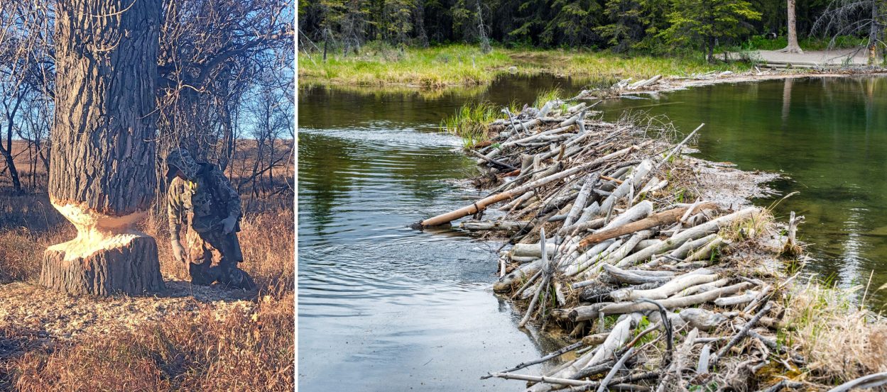 Beaver Trapping: How to Get Started | Outdoor Life