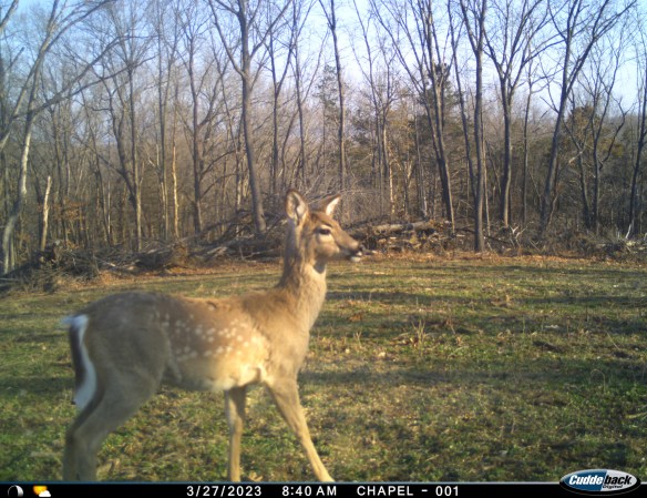 Watch: Whitetail Doe Spotted with Half-Born Fawn | Outdoor Life