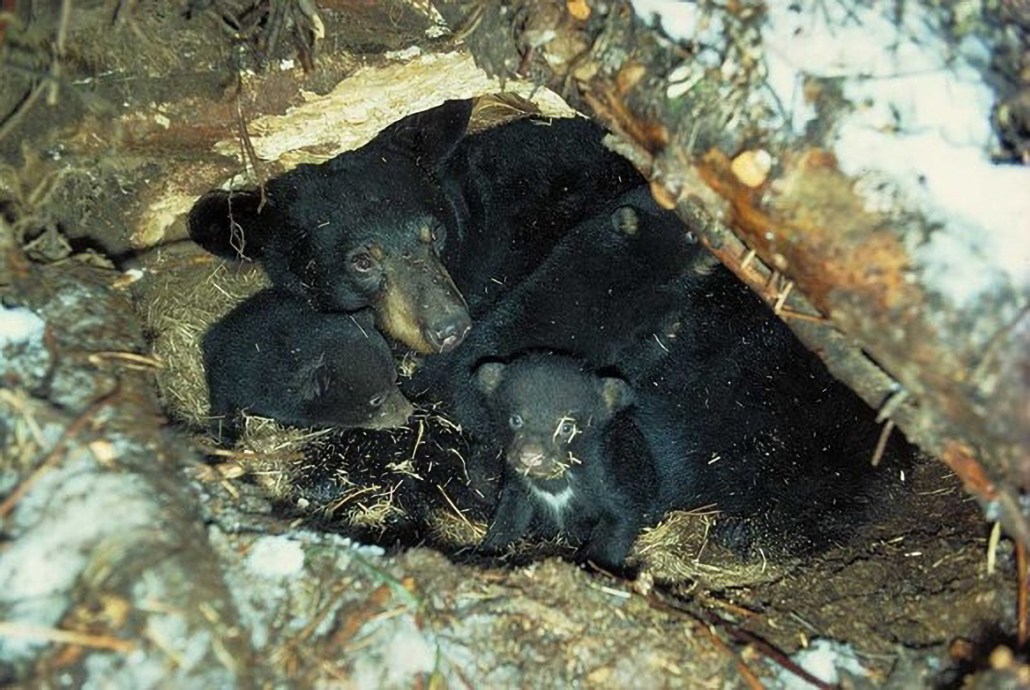 Bear Hibernation: Facts and Myths from the Den | Outdoor Life