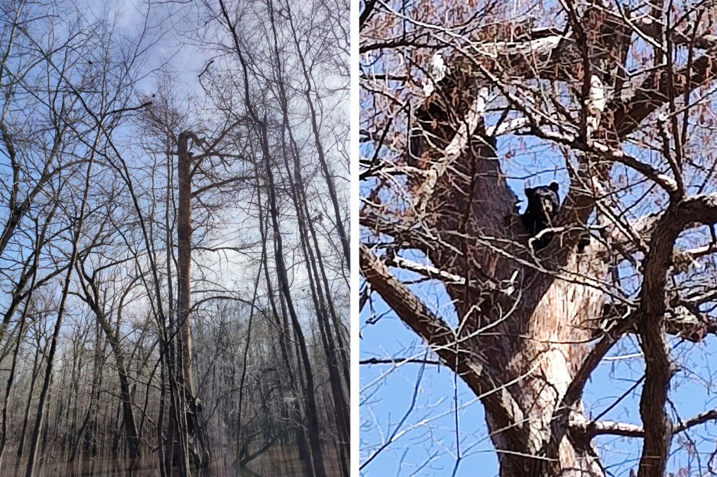 Bear Hibernation: Facts and Myths from the Den | Outdoor Life