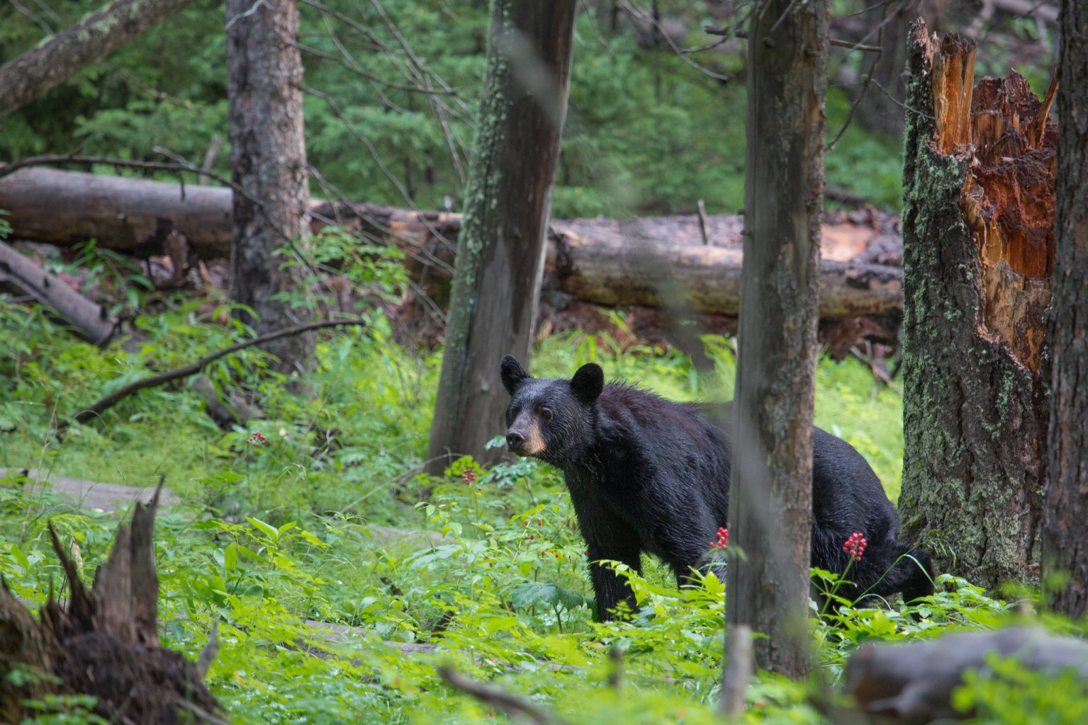 Bear Hibernation: Facts and Myths from the Den | Outdoor Life